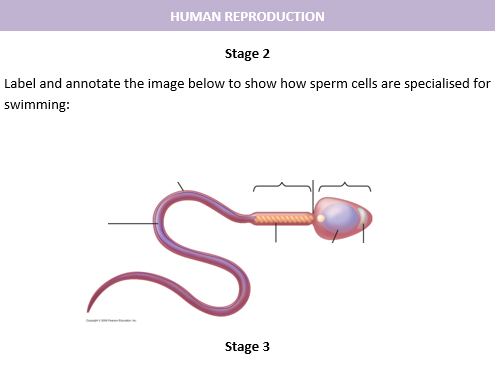 Reproduction in Humans work booklet | Teaching Resources