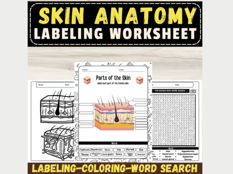 Label the Human Skin Anatomy: End of The year Activities & Worksheets ...