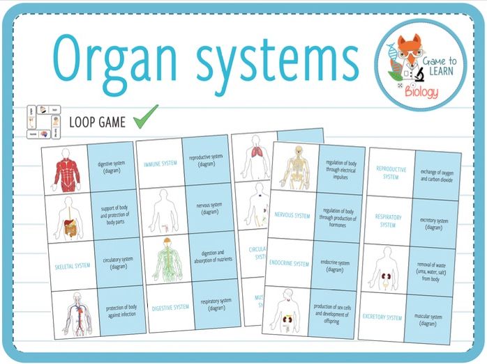 Organ systems - Loop Game (KS3/4) | Teaching Resources