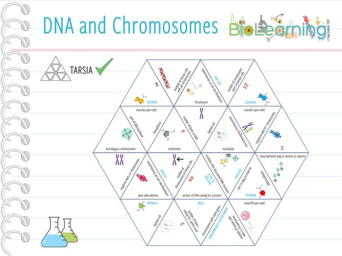 DNA and chromosomes - Tarsia (KS3/4) | Teaching Resources