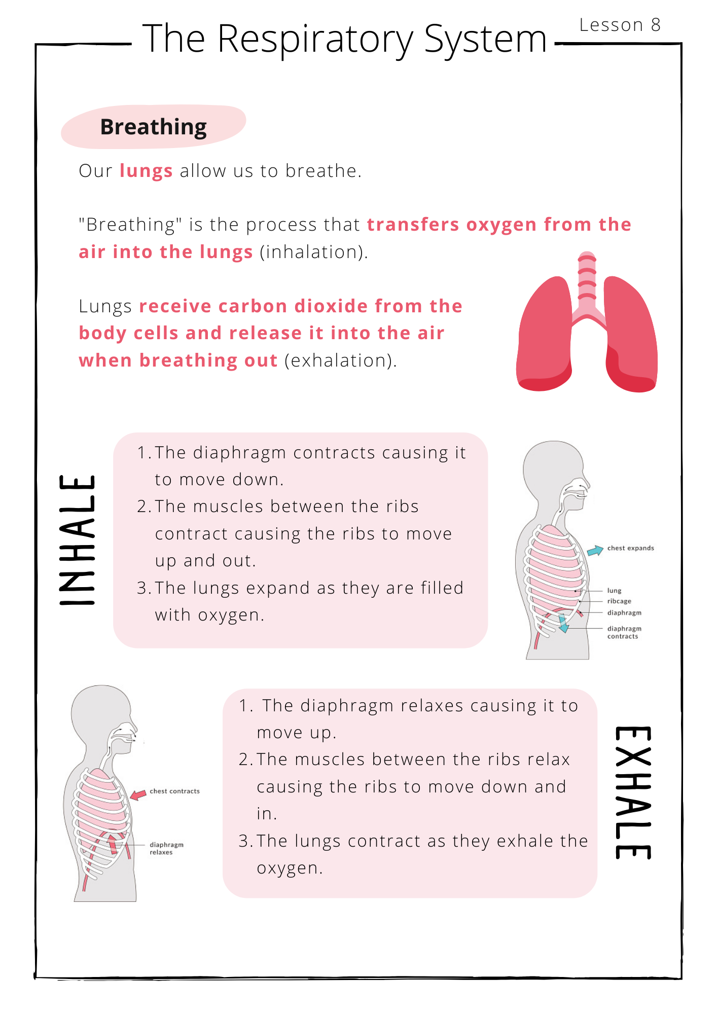 S2 BGE Body Systems Notes Teaching Resources