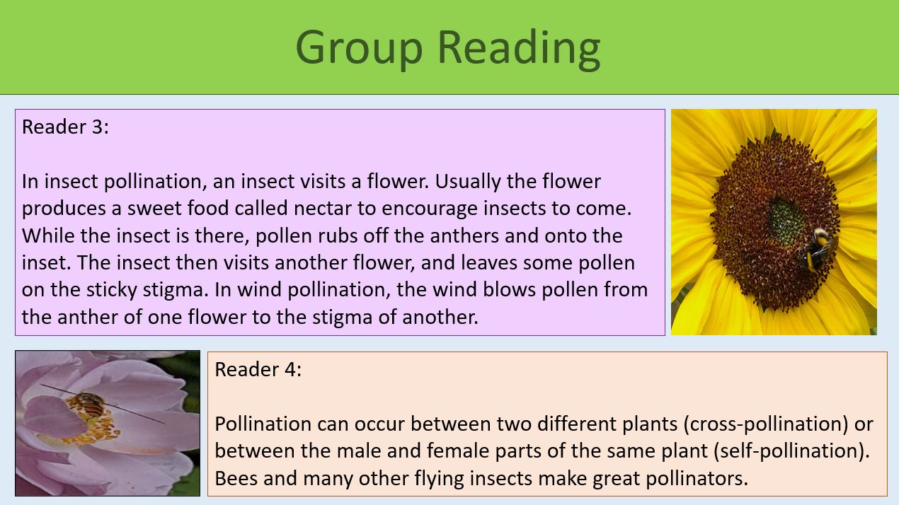 Flowers and Pollination ~ KS3 ~ Year 7 | Teaching Resources