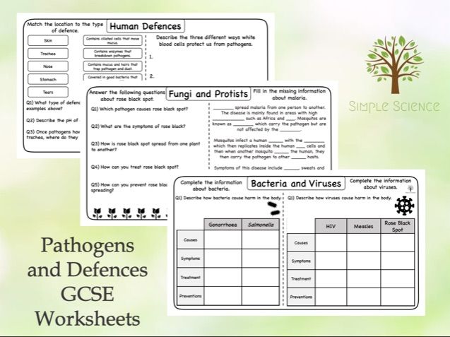 Biology Worksheets Gcse