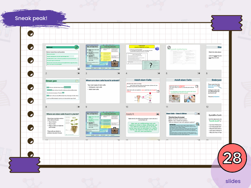 Stem Cells (B2.1.6) – OCR GCSE Biology | Teaching Resources