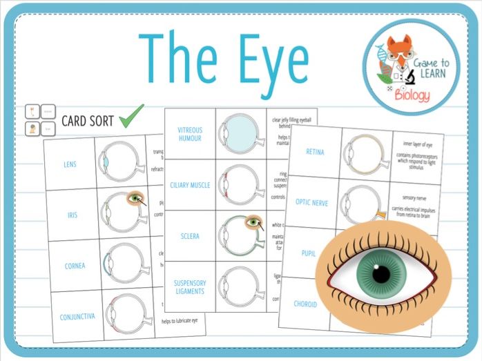 The Eye - Card Sort (KS3/4) | Teaching Resources
