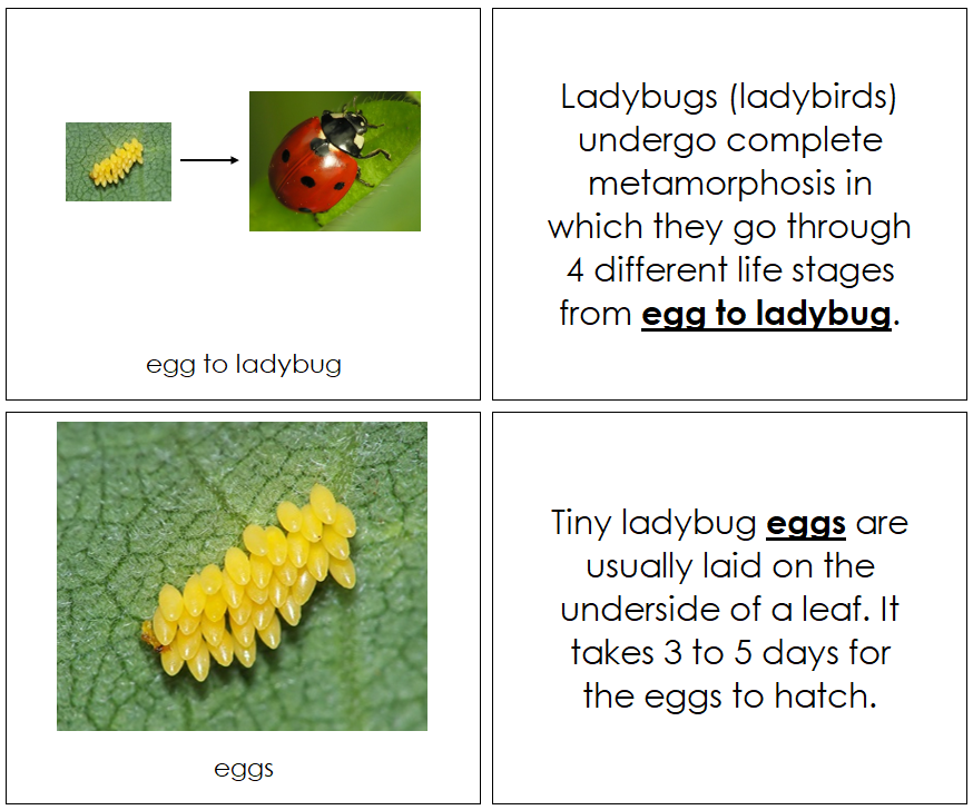 The Ladybug Life Cycle Nomenclature Book - Montessori Zoology ...