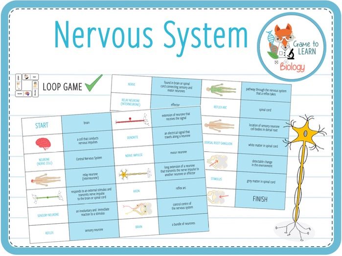 Nervous system - Loop Game (KS3/4) | Teaching Resources