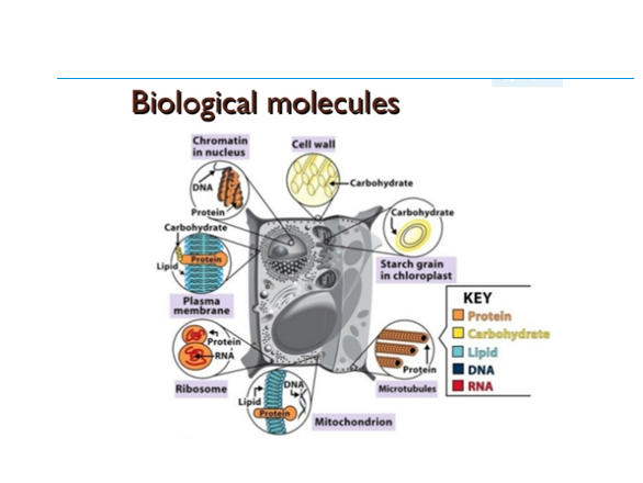 Biological Molecules EXAM QUESTION PACK - 65 marks | Teaching Resources