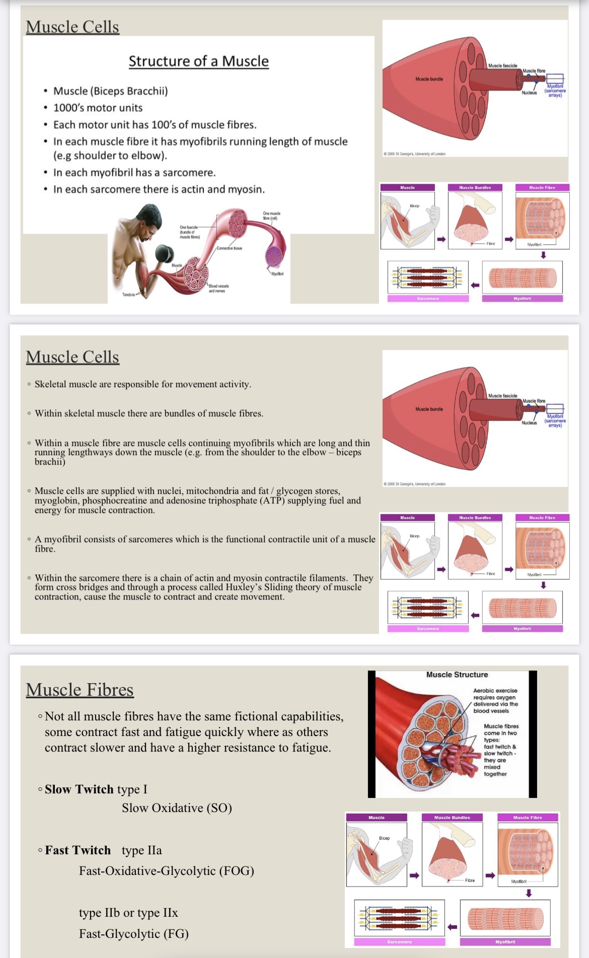 Bundle of PP - Skeletal- Muscular and Neuromuscular systems | Teaching ...