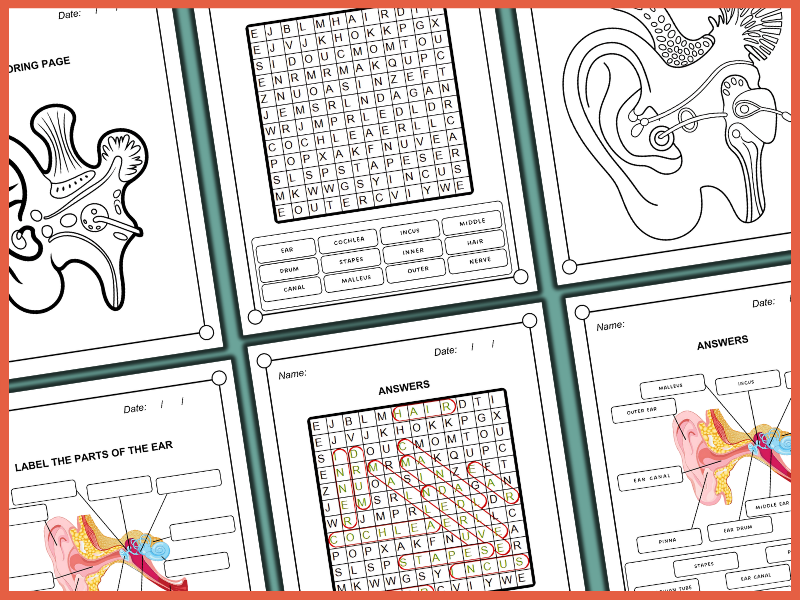 Human Ear Anatomy | The Five Senses | Hearing & Sound | Labeling ...