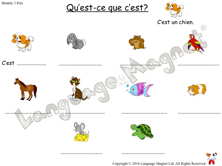 French Pets Activity Sheets | Teaching Resources