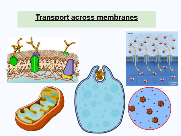 Transport Across Membranes (A-Level): Diffusion, Osmosis, Active ...
