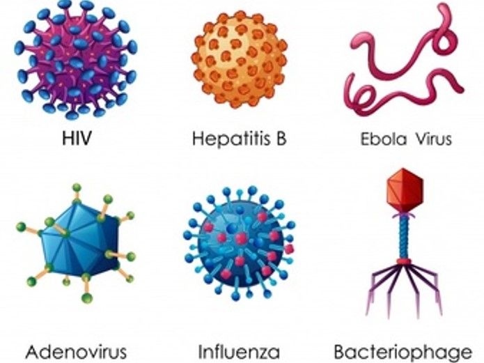 Viral Diseases AQA New Spec Teaching Resources Viral Diseases AQA New Spec Teaching Resources