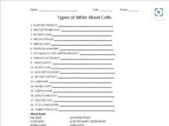Types of White Blood Cells Review Bundle | Teaching Resources