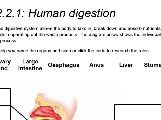 Digestion A-Level Biology Aqa | AQA A Level Biology – EMVQOE