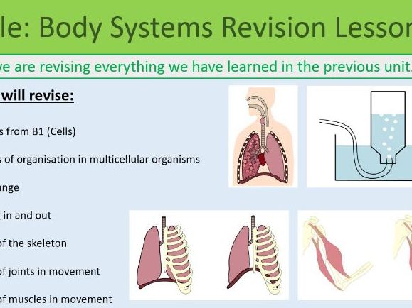 Body Systems KS3 End Of Topic Revision Year 7 Teaching Resources