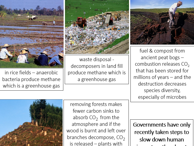 Trilogy, Ecology revision & RAG sheet | Teaching Resources