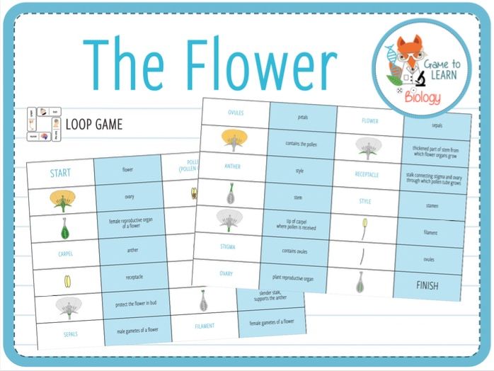 The Flower & Plant Reproduction - 12x Games and activities (KS2/3 ...