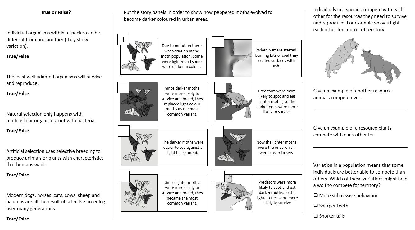 Natural Selection KS3 Year 8 Teaching Resources