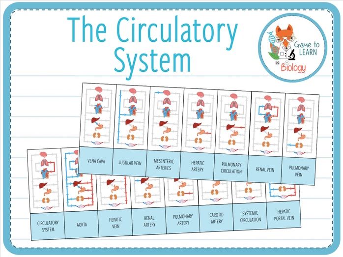 Circulatory system - Loop Game (KS4) | Teaching Resources