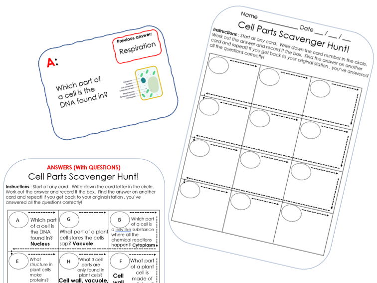 Cell organelles Scavenger hunt! | Teaching Resources