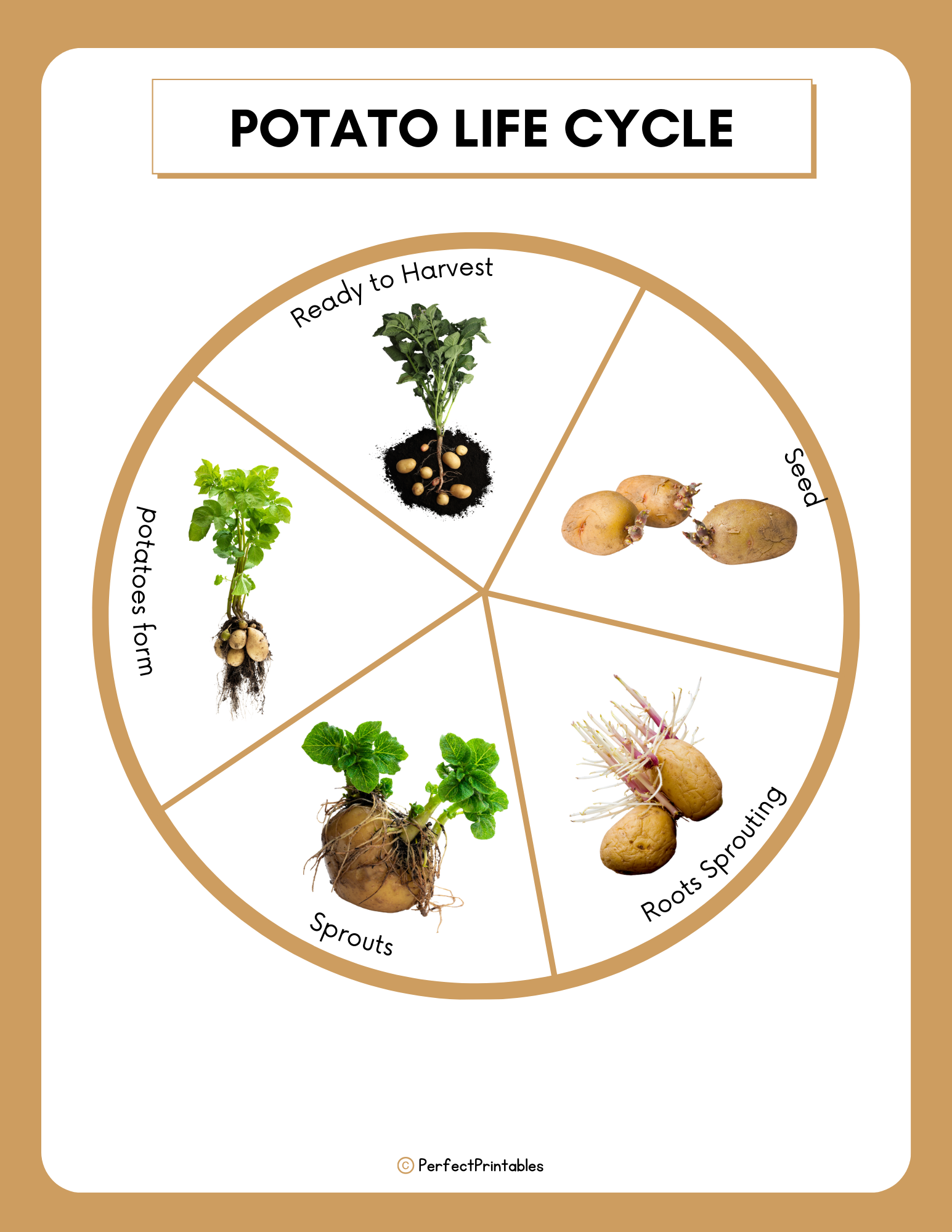 Life Cycle of a Potato Plant Worksheet | Vegetable Unit Study With Fun ...
