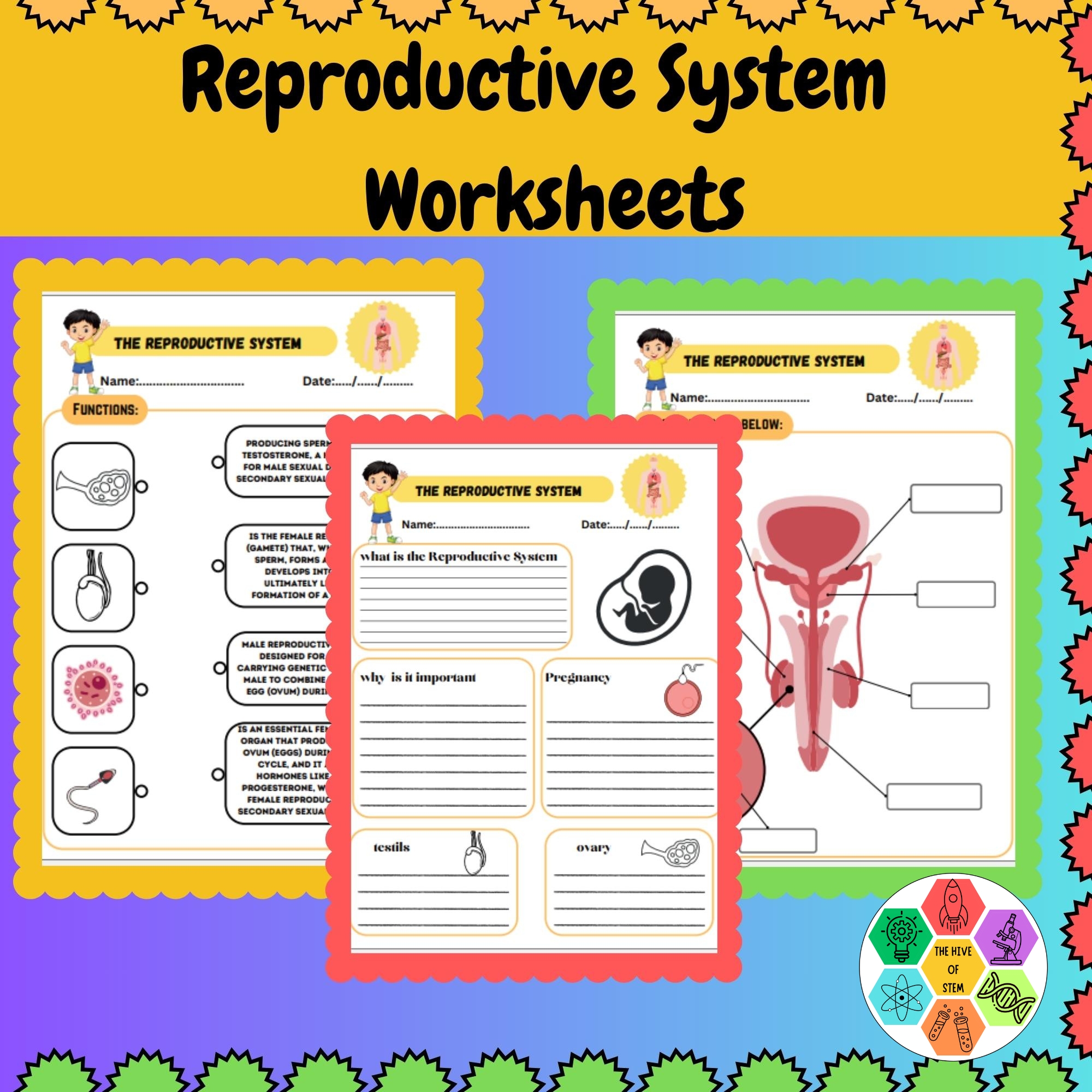 Human Body Systems | Reproductive System | Worksheets and activities ...