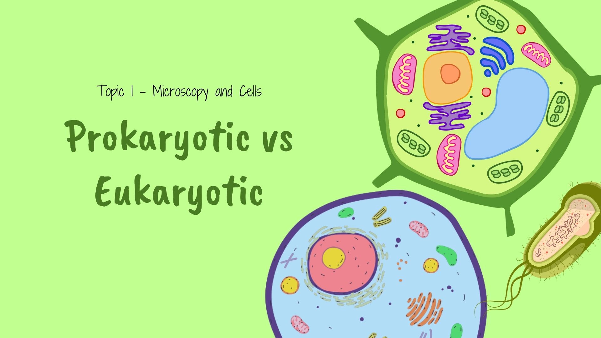 AQA GCSE Biology: Prokaryotic vs eukaryotic cells | Teaching Resources