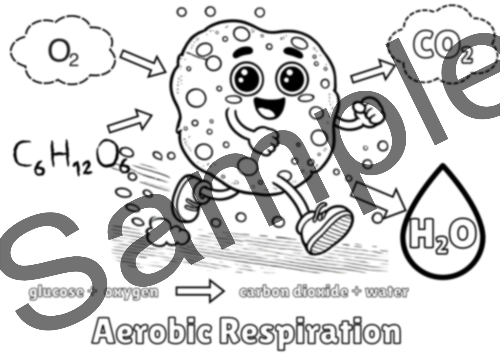 Aerobic Respiration Revision GCSE Colouring Page. | Teaching Resources
