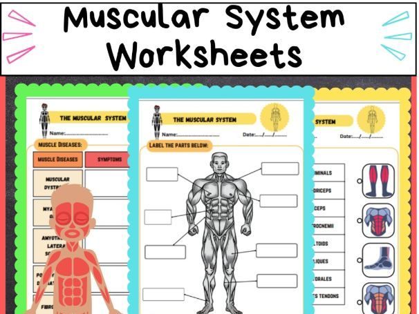 Human Body Systems | Muscular System | Worksheets and activities ...