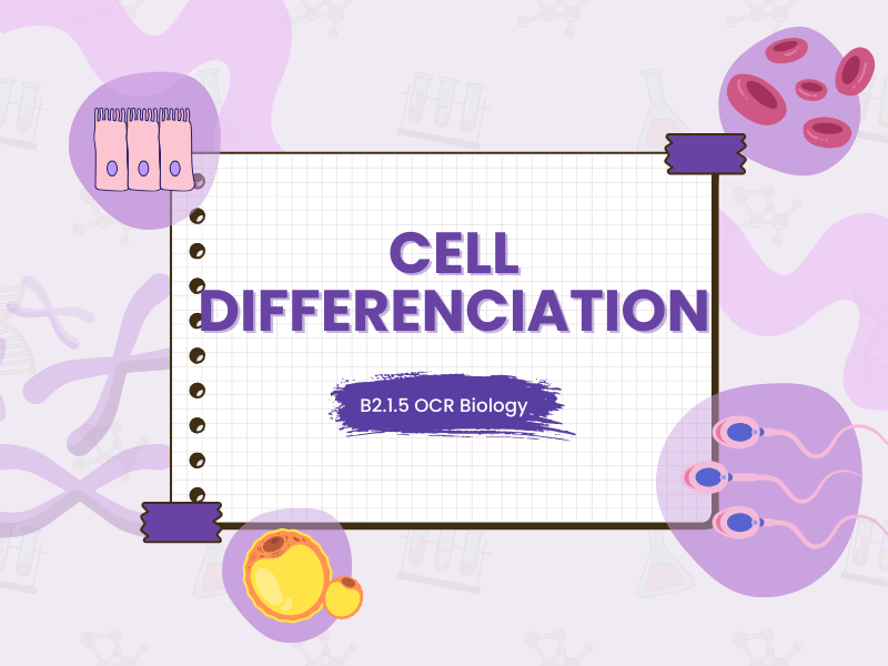Cell Specialisation (B2.1.5) – OCR GCSE Biology | Teaching Resources