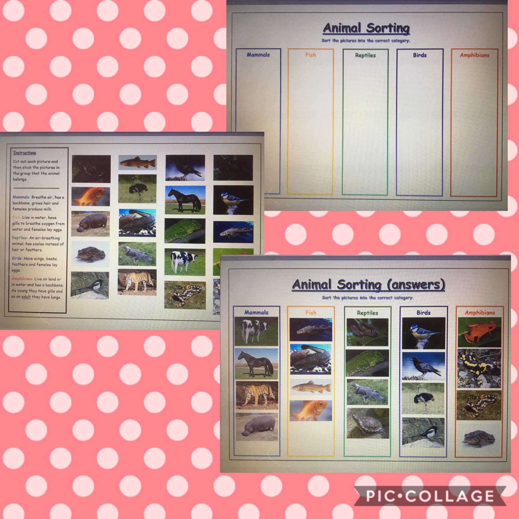 KS1/EYFS/SEN - Animal Sorting - Science | Teaching Resources