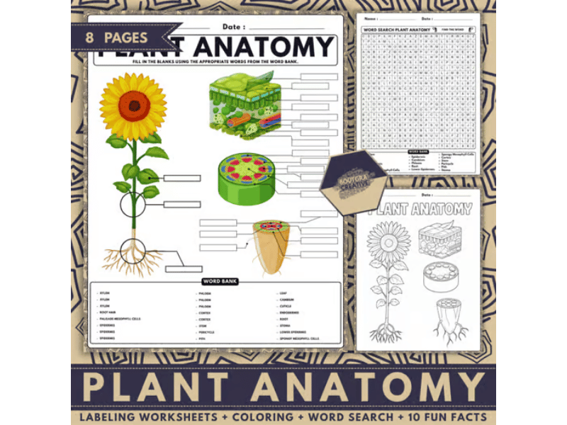 Plant Anatomy Worksheets | Labeling, Coloring, Word Search & 10 Fun ...