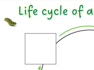Caterpillar life cycle | Teaching Resources