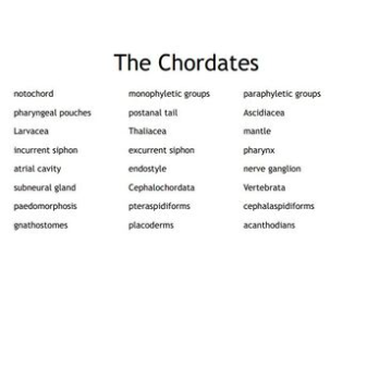 "The Chordates" Bingo for a Zoology Course | Teaching Resources