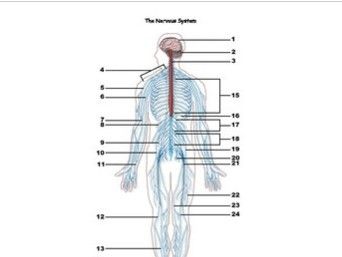 The Nervous System Review Bundle for Anatomy or Physiology | Teaching ...