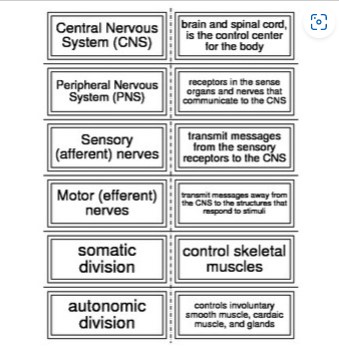 The Nervous System Review Bundle for Anatomy or Physiology | Teaching ...