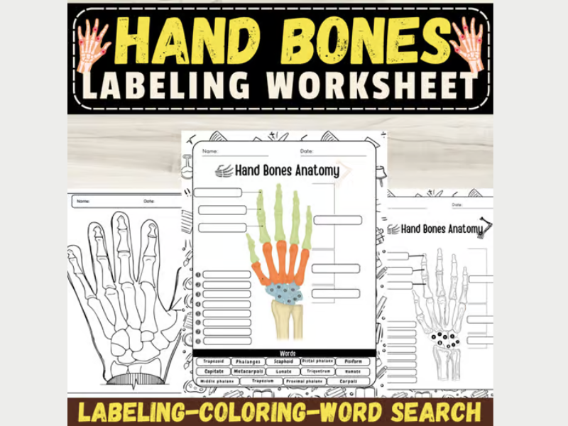 Label The Hand Bones Anatomy: Labeling Worksheets: Back To School ...