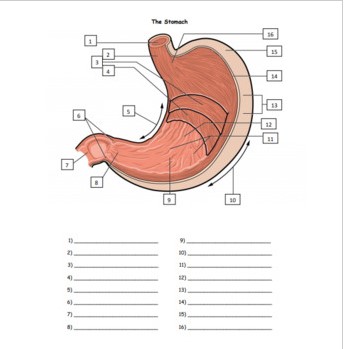 Anatomy of the Stomach Review Bundle | Teaching Resources