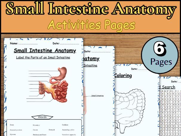 Small intestine anatomy/Word search/Label /Coloring page/Biology ...