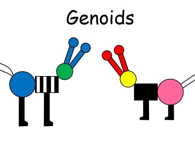 Genoids - A hands-on modelling activity on genetic inheritance ...