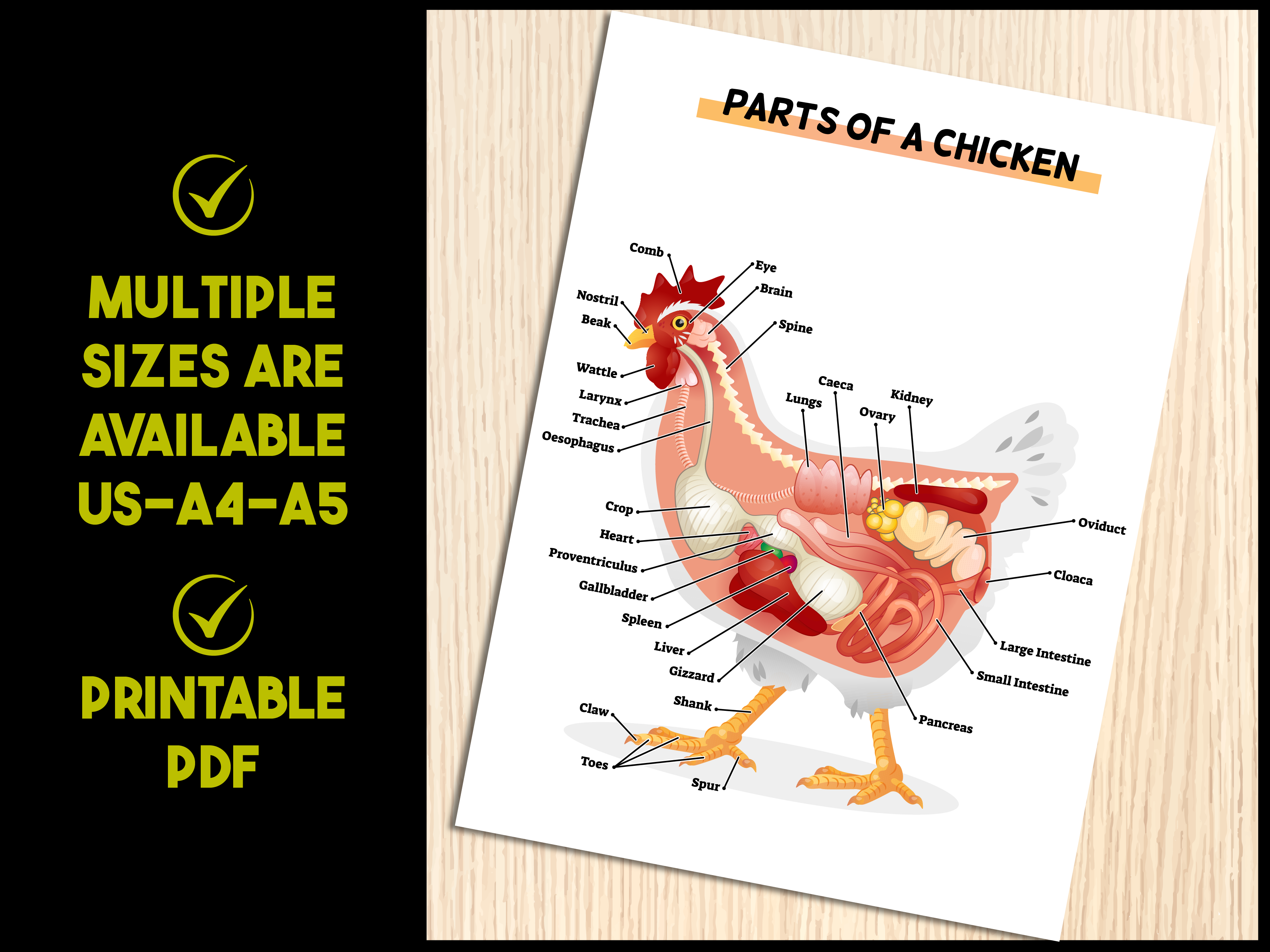Printable Egg & Chicken Anatomy Diagram | Parts of a Chicken/Duck Egg ...