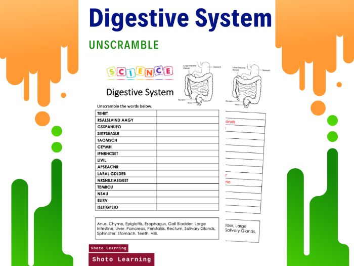 DIGESTIVE SYSTEM SCIENCE ACTIVITY BUNDLE WORD FIND SCRAMBLE WORDS ...