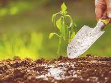 KS3 Plant Minerals | Teaching Resources