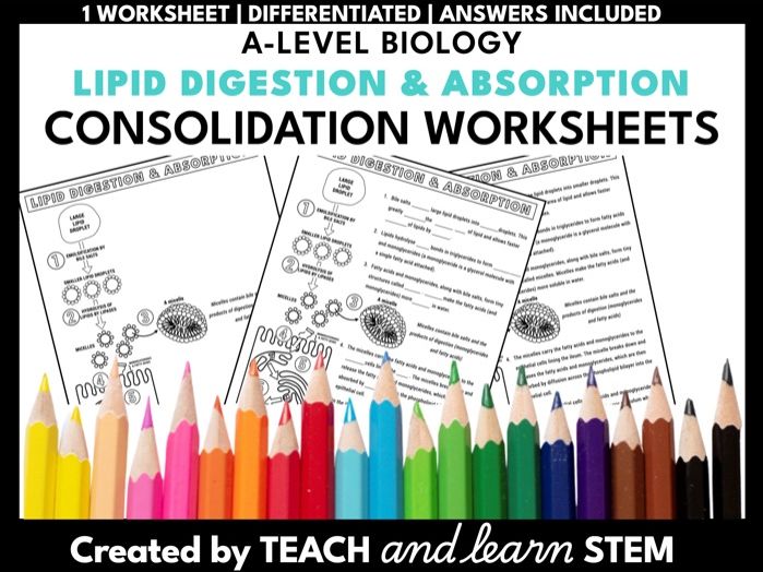 Lipid Digestion and Absorption A-level Biology Summary Worksheet ...