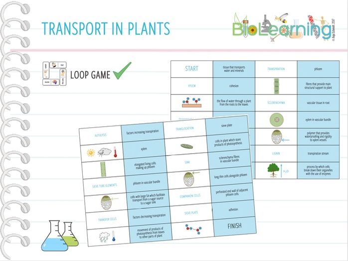 Transport in plants - Loop Game (KS5) | Teaching Resources