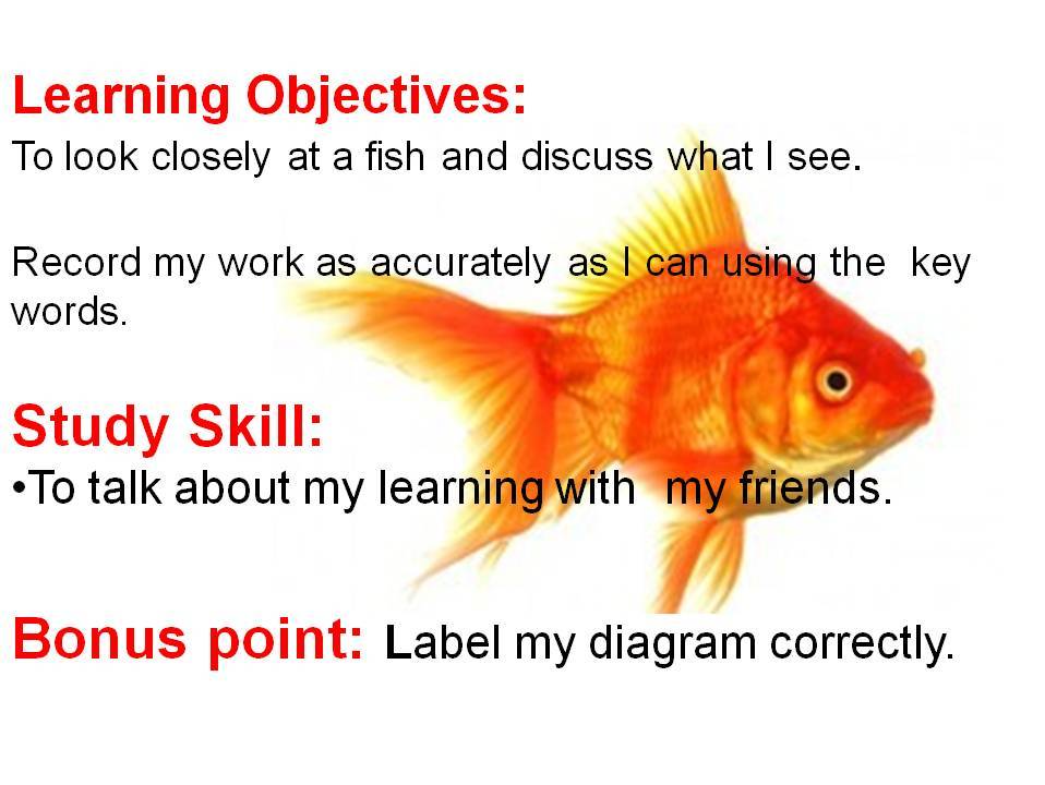 Fish Dissection Teaching Resources
