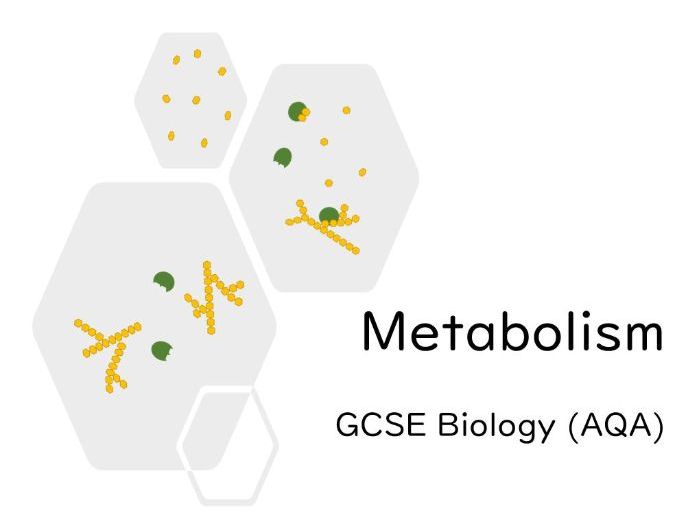 Bioenergetics and Homeostasis (GCSE Biology AQA Topics 4 and 5 ...