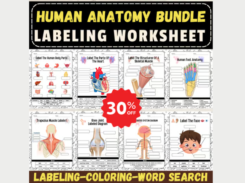 Human Anatomy Mega Bundle: Labeling, Word Search, and Coloring ...