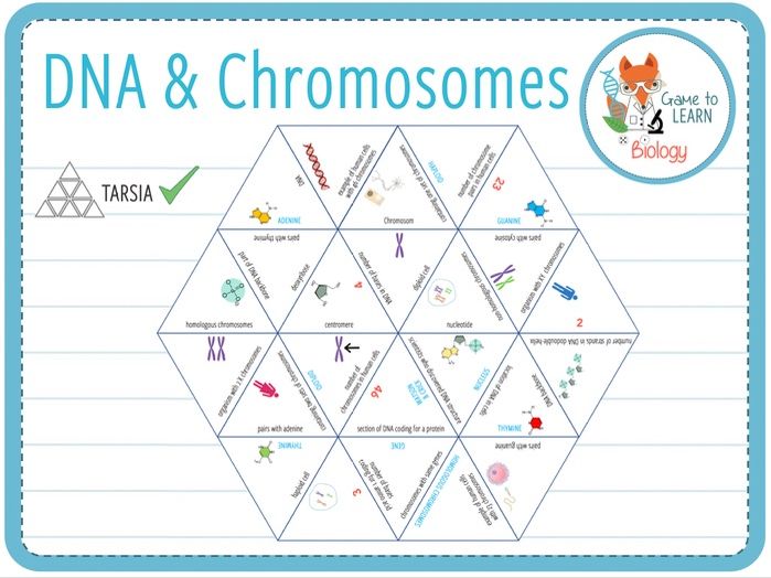 DNA and chromosomes - Tarsia (KS3/4) | Teaching Resources